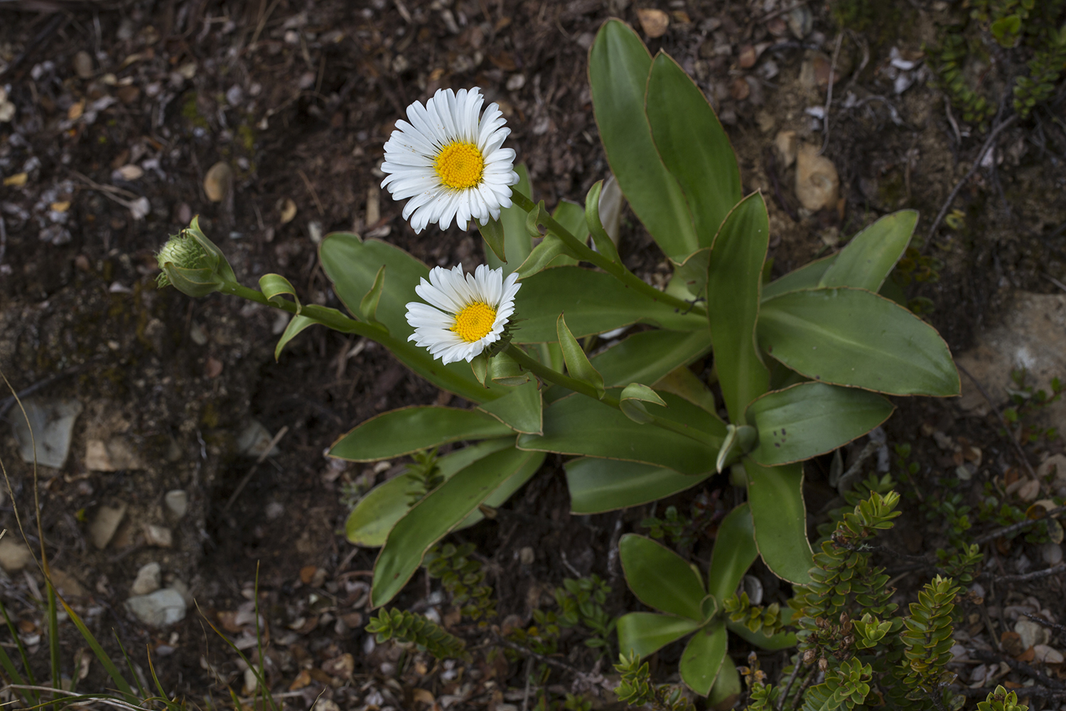 Carolyn Hope Photography: Alpine Flora and Fauna