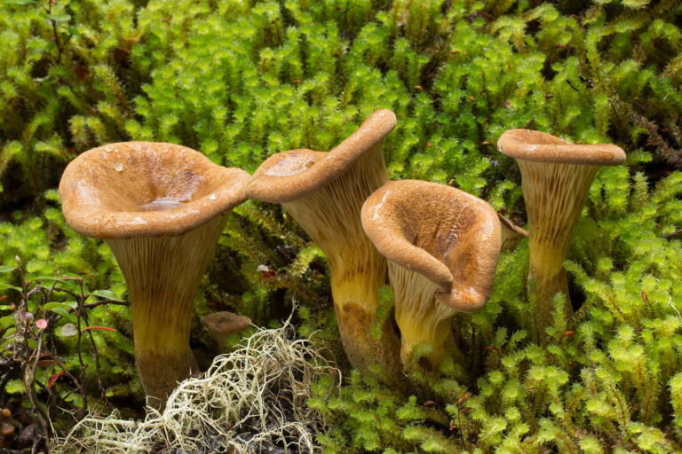 Carolyn Hope Photography: New Zealand Fungi