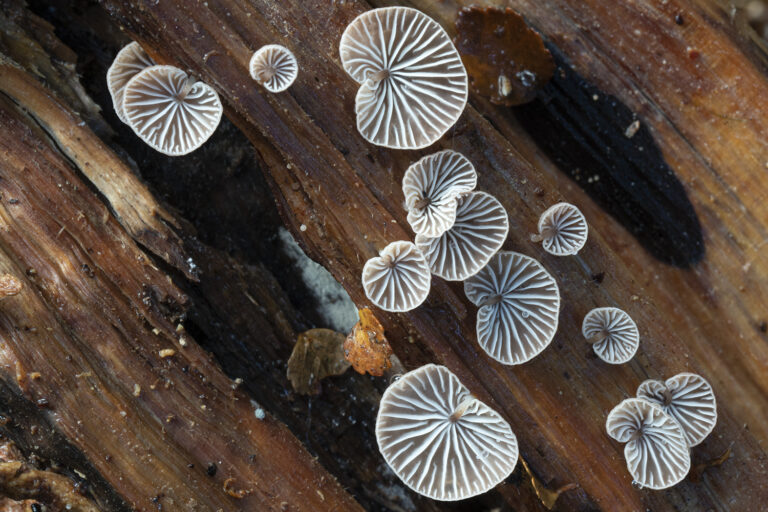 Carolyn Hope Photography: New Zealand Fungi