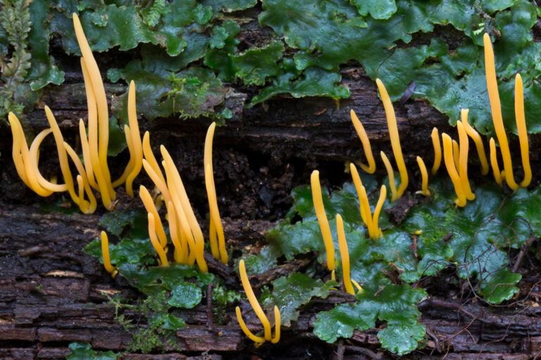Carolyn Hope Photography: New Zealand Fungi