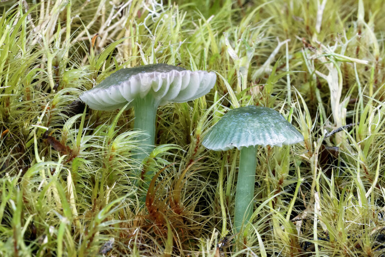 Carolyn Hope Photography: New Zealand Fungi