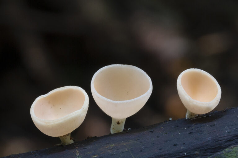 Carolyn Hope Photography: New Zealand Fungi